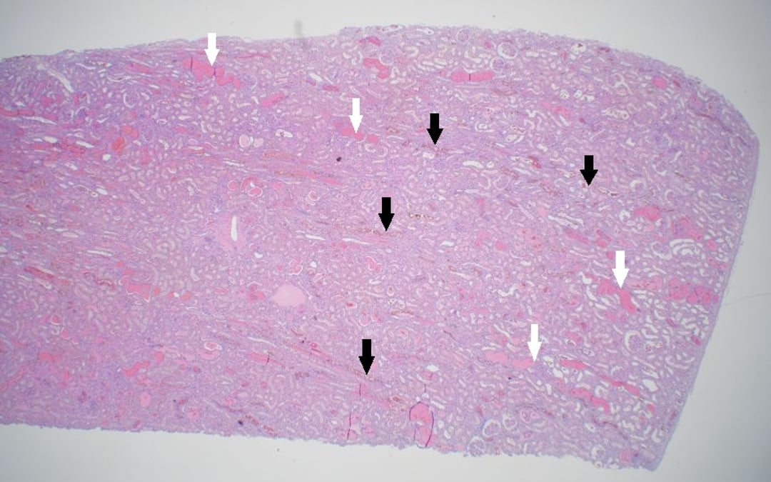 Copper Toxicosis in Animals - Toxicology - MSD Veterinary Manual