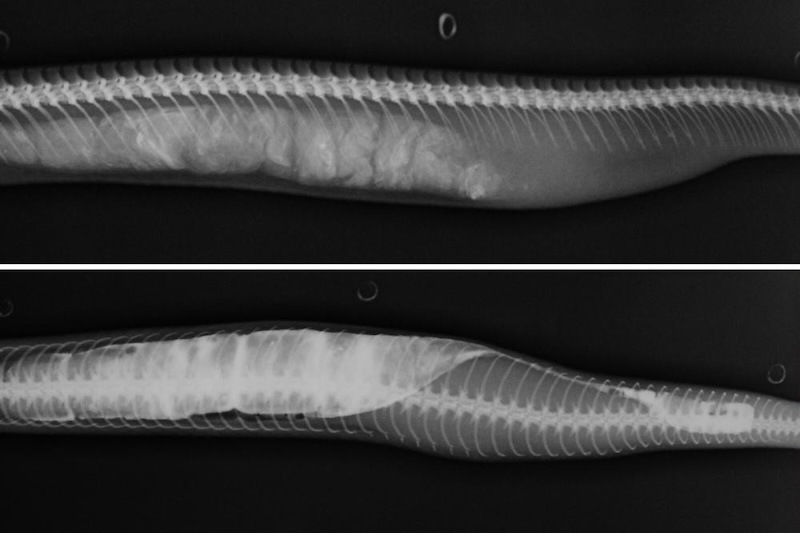 Image:Corn snake, radiograph-MSD Veterinary Manual