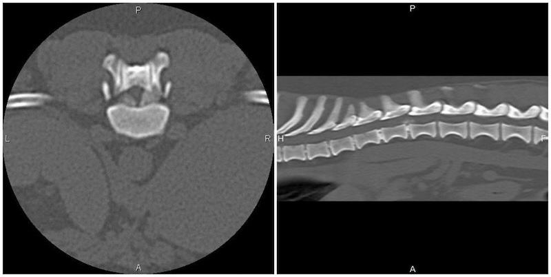 Computed Tomography in Animals - Clinical Pathology and Procedures ...