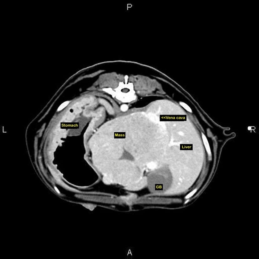 Computed Tomography in Animals - Clinical Pathology and Procedures ...