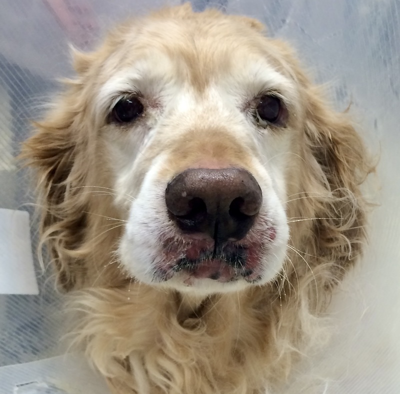 Image:Cutaneous lymphoma, dog-Merck Veterinary Manual