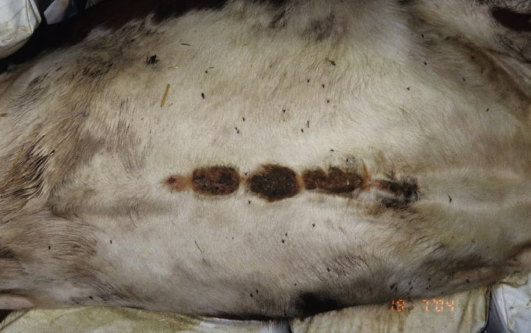 Stephanofilariasis in Cattle - Integumentary System - MSD Veterinary Manual