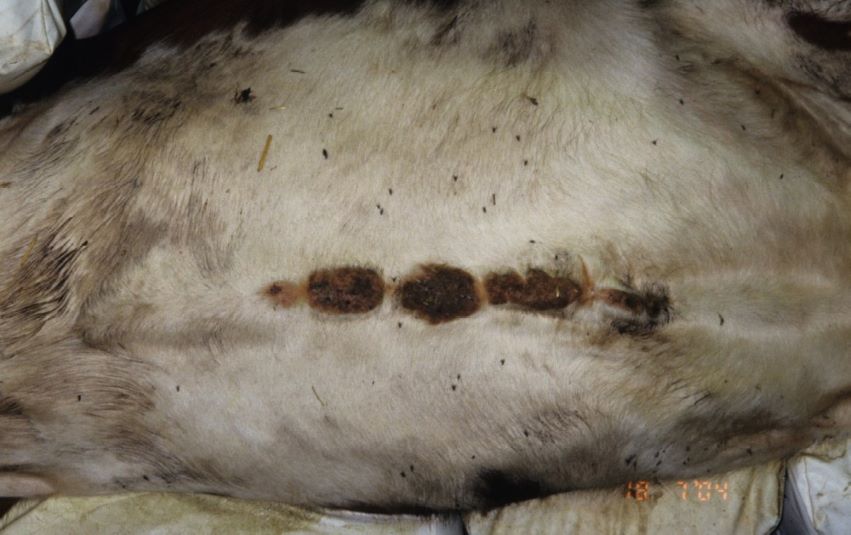 Stephanofilariasis in Cattle - Integumentary System - Manual MSD de ...