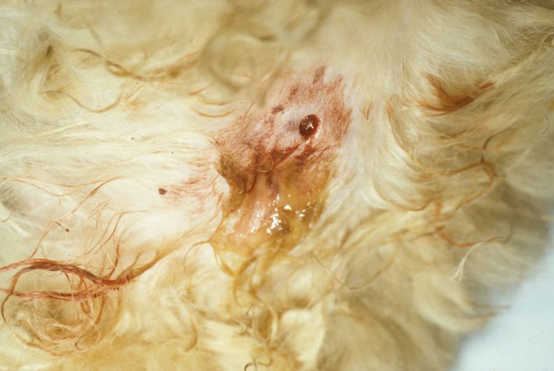 Cuterebra Infestation in Small Animals - Integumentary System - MSD ...