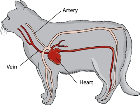 Image:Cardiovascular system of a cat-MSD Veterinary Manual