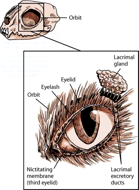 Eye Structure and Function in Cats - Cat Owners - Merck Veterinary Manual