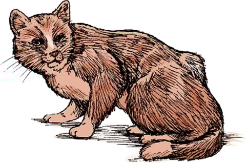 Tumors of the Skin in Cats - Cat Owners - Merck Veterinary Manual