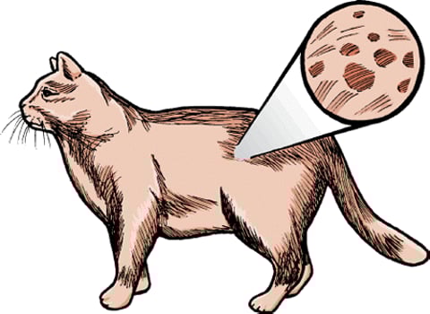 Image:Hives, cat-Merck Veterinary Manual