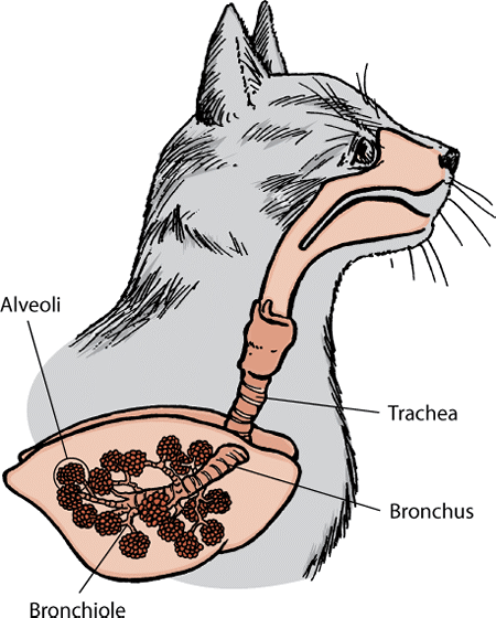 Introduction to Lung and Airway Disorders of Cats - Cat Owners - MSD ...