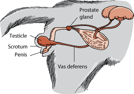 Image:Reproductive system of a male cat-Merck Veterinary Manual