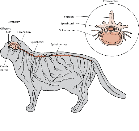 Parts of the Nervous System in Cats - Cat Owners - Merck Veterinary Manual