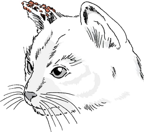 Tumors of the Skin in Cats - Cat Owners - MSD Veterinary Manual