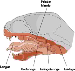 Trastornos de la faringe en los gatos - Propietarios de gatos - Manual ...