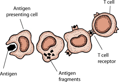Immune System Responses in Dogs - Immune System Responses in Dogs - MSD ...