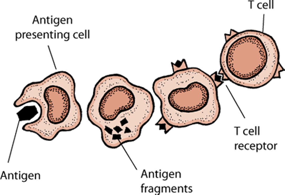 The Immune System of Horses - Horse Owners - Manual MSD de veterinária
