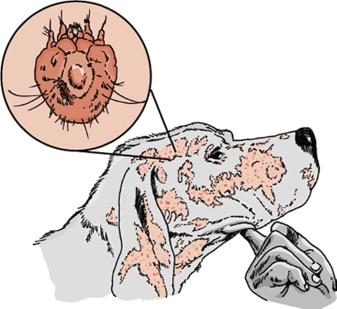 Image:Canine scabies-Merck Veterinary Manual