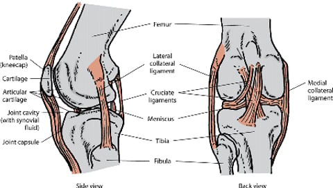 Components of the Musculoskeletal System in Dogs - Dog Owners - MSD ...
