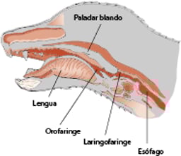Trastornos de la faringe (garganta) en los perros - Propietarios de ...