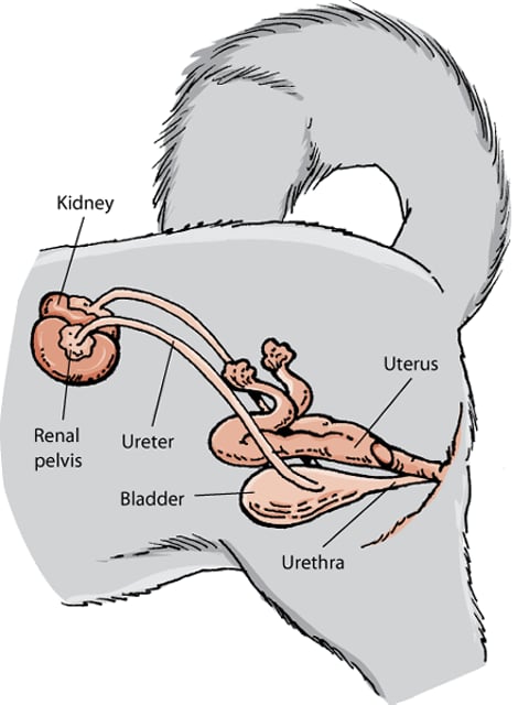 The Urinary System of Dogs - Dog Owners - MSD Veterinary Manual