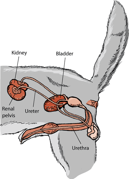 The Urinary System of Dogs - Dog Owners - Merck Veterinary Manual