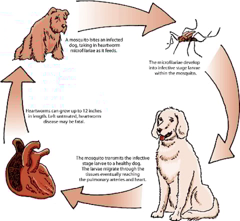 Image:Life cycle of a heartworm-MSD Veterinary Manual