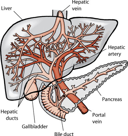 Disorders of the Liver and Gallbladder in Dogs - Dog Owners - MSD ...