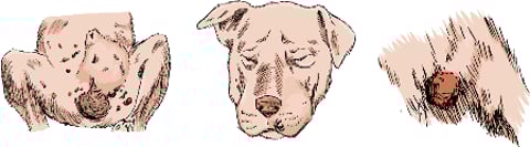 Tumors of the Skin in Dogs - Dog Owners - MSD Veterinary Manual