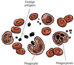 Immune-deficiency Diseases in Dogs - Dog Owners - MSD Veterinary Manual