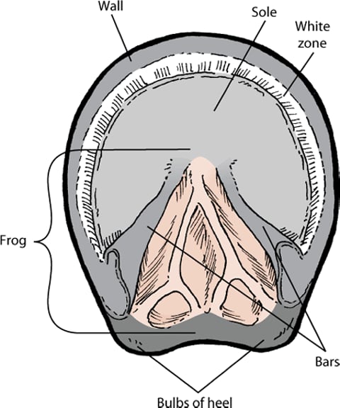 Image:Hoof anatomy-MSD Veterinary Manual
