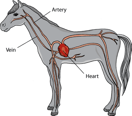 Introduction to Heart and Blood Vessel Disorders of Horses - Horse ...