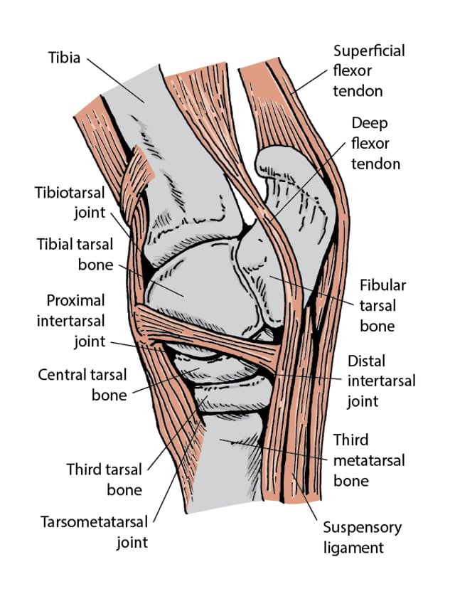 Disorders of the Tarsus in Horses - Horse Owners - MSD Veterinary Manual