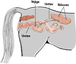El aparato urinario de los caballos - Propietarios de caballos - Manual ...