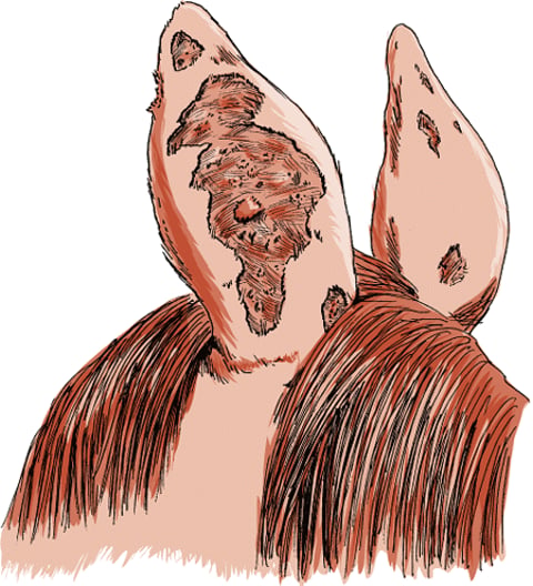 Disorders of the Outer Ear in Horses - Horse Owners - Merck Veterinary ...
