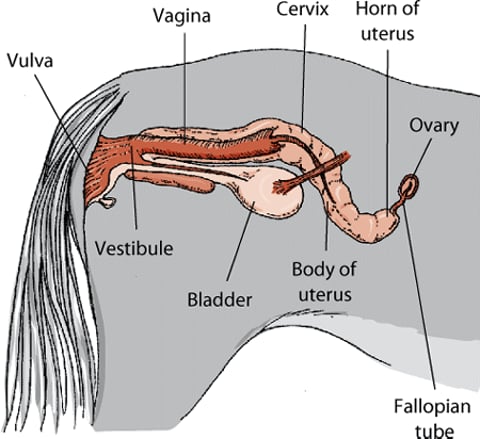 The Gonads and Genital Tract of Horses - Horse Owners - Merck ...