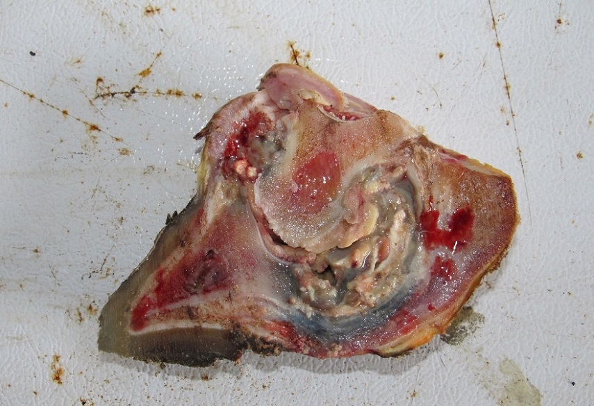 Image:Post-mortem image, deep digital sepsis, cow-MSD Veterinary Manual