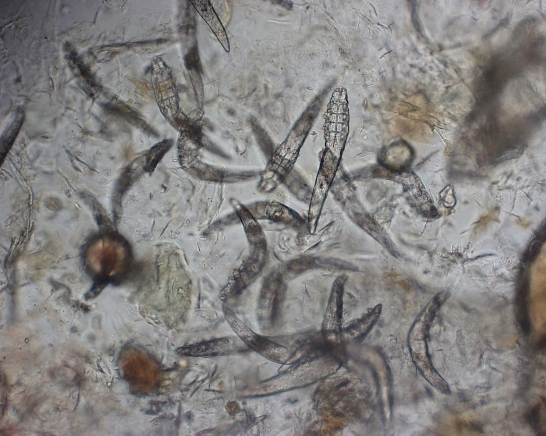 Mange in Dogs and Cats - Integumentary System - MSD Veterinary Manual