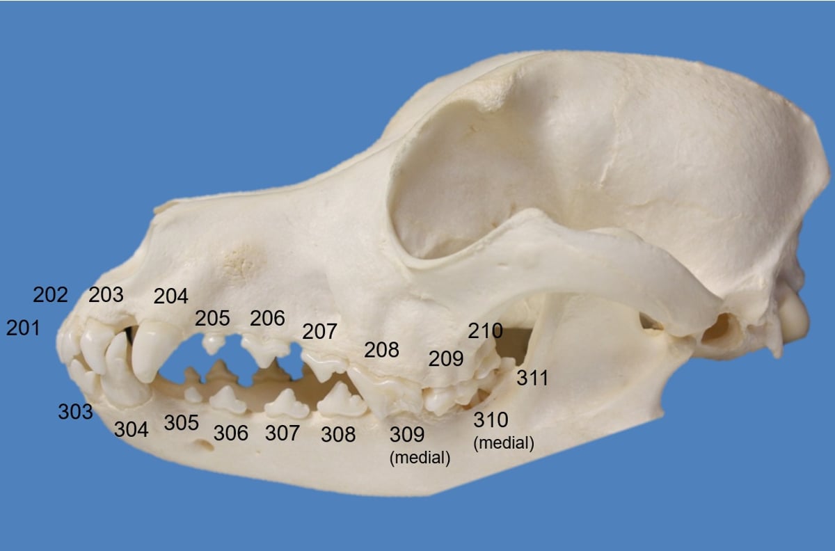 Image:Dentition, dog-MSD Veterinary Manual