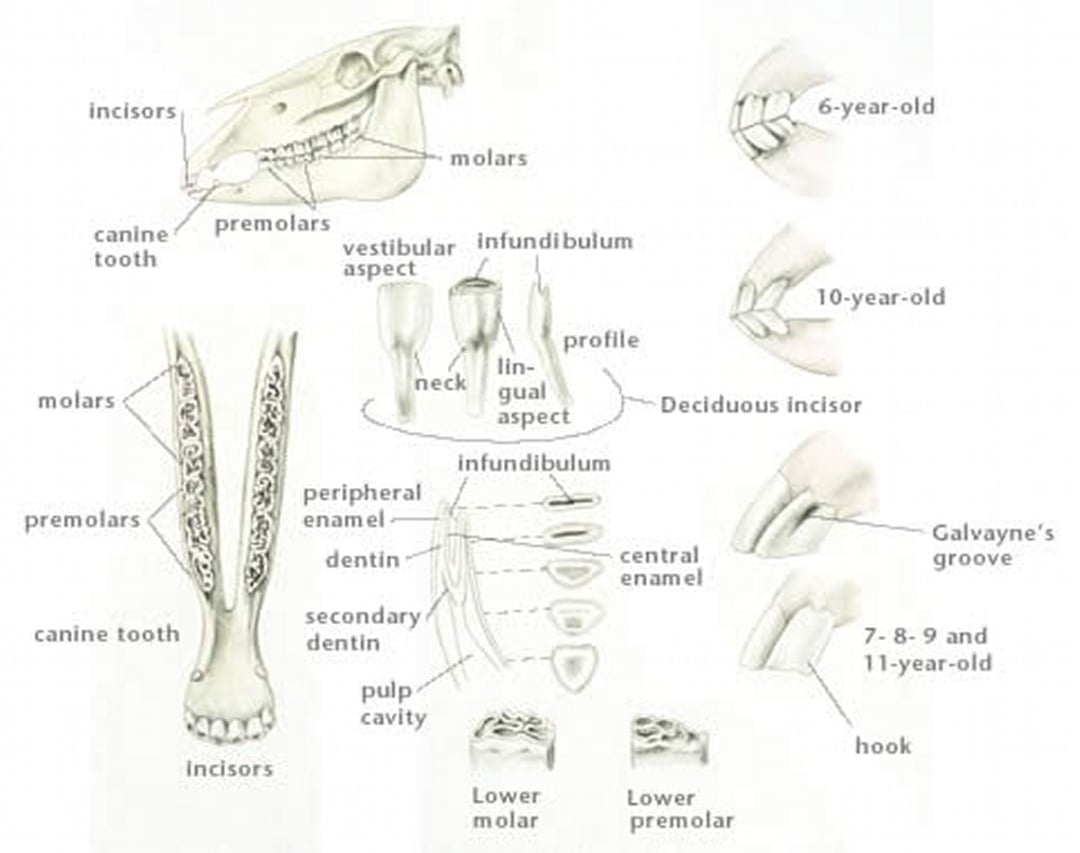 Image:Dentition, horse-Merck Veterinary Manual