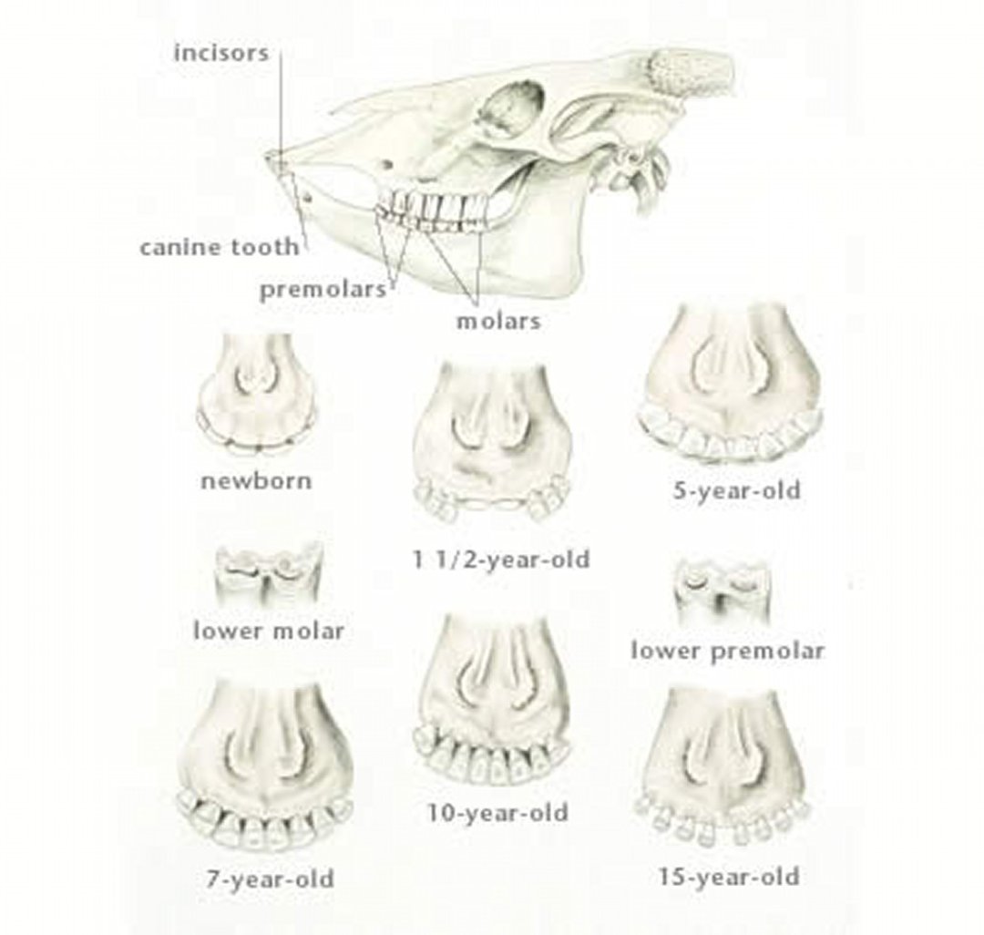 Image:Dentition, large ruminants-Merck Veterinary Manual
