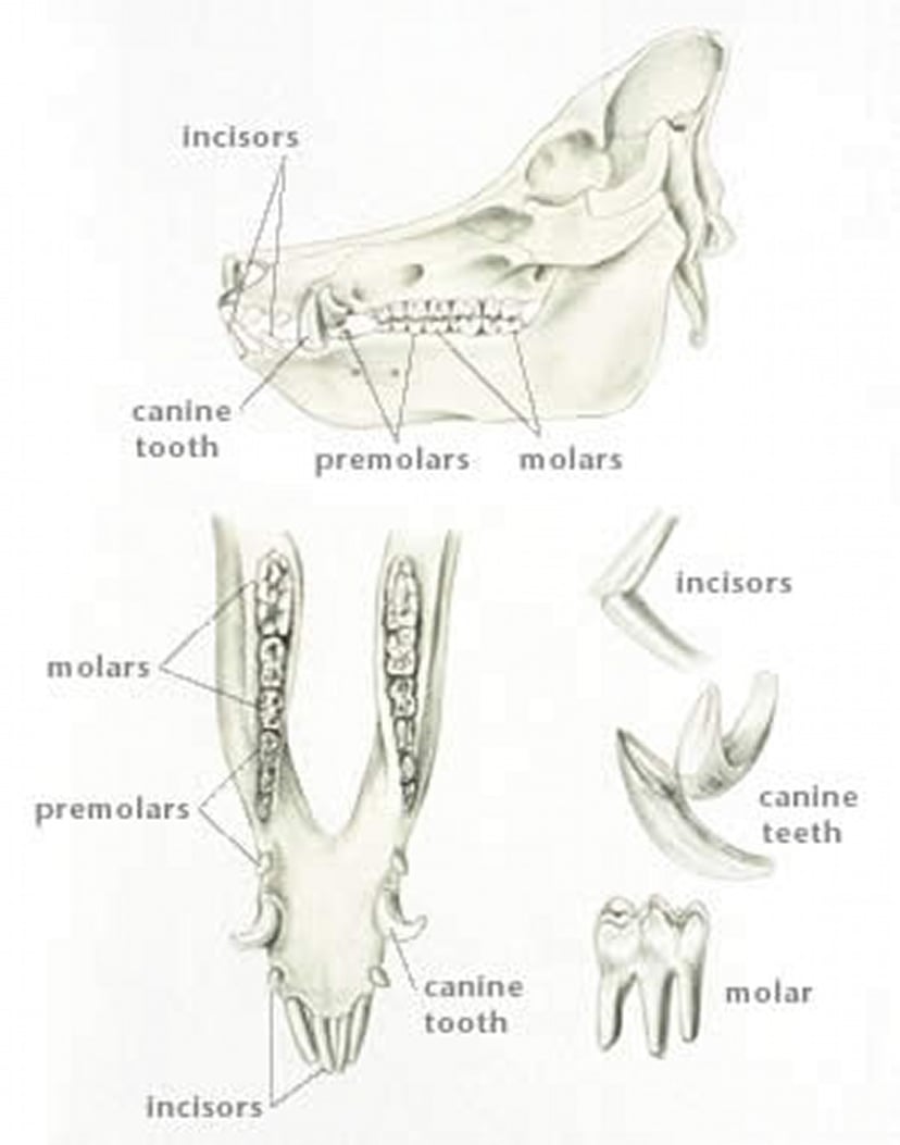 Image:Dentition, pig-Merck Veterinary Manual