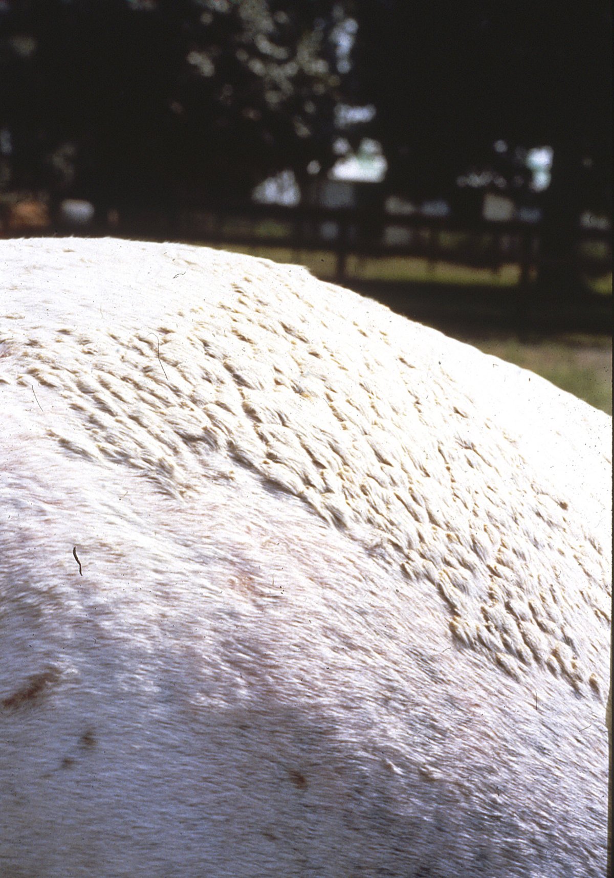 Dermatophilosis in Animals - Dermatophilosis in Animals - MSD ...