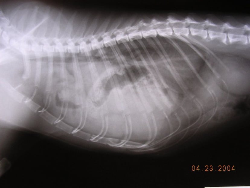 Diaphragmatic Hernia in Animals - Respiratory System - MSD Veterinary ...