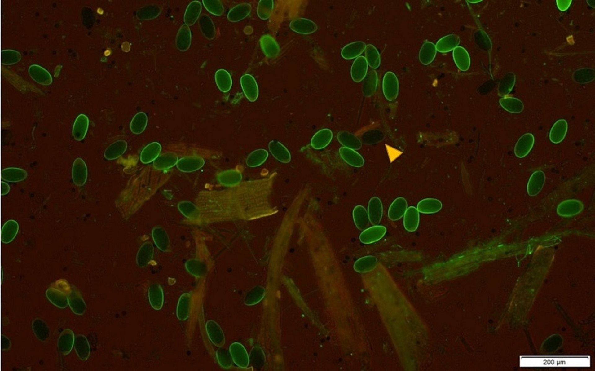 Common Gastrointestinal Parasites of Small Ruminants - Digestive System ...