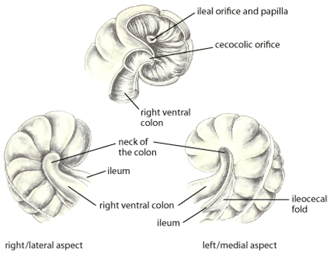 Overview of Colic in Horses - Digestive System - Merck Veterinary Manual
