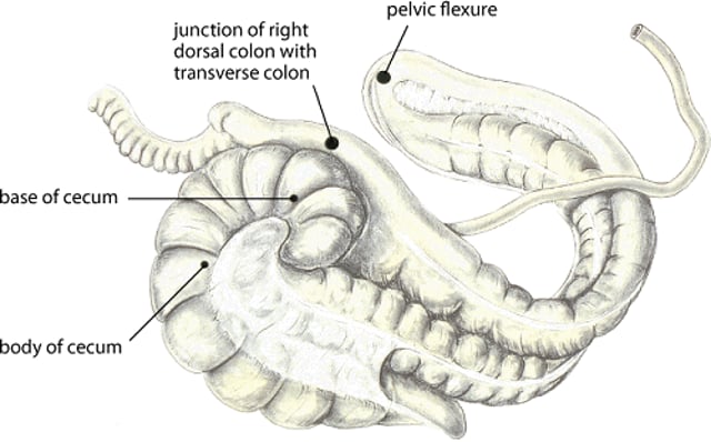 Diseases Associated with Colic in Horses by Anatomic Location ...