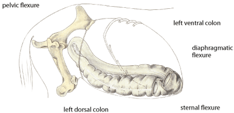 Diseases Associated with Colic in Horses by Anatomic Location ...