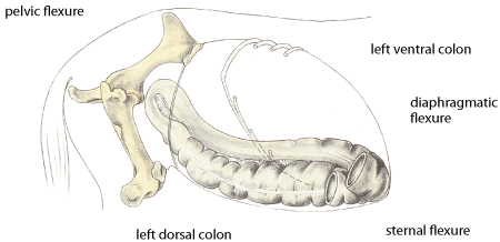 Image:Vólvulo del colon mayor, caballo-Manual de veterinaria de Merck