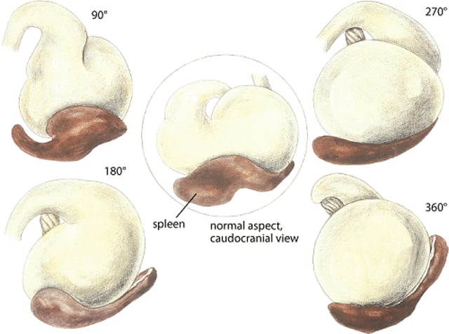 Gastric Dilation and Volvulus in Small Animals - Digestive System - MSD ...