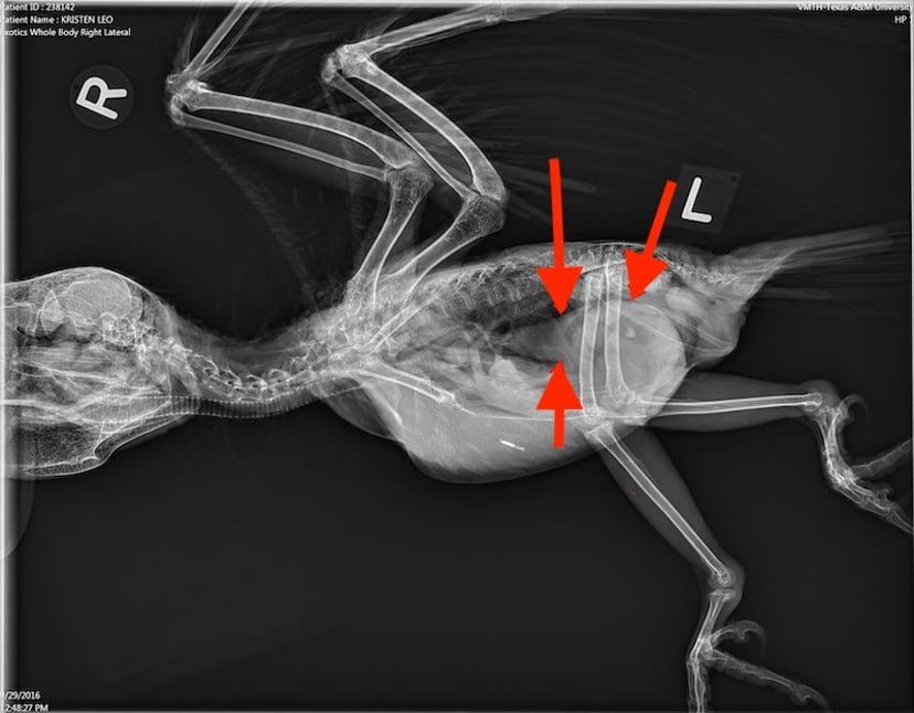 Viral Diseases of Pet Birds - Exotic and Laboratory Animals - MSD ...
