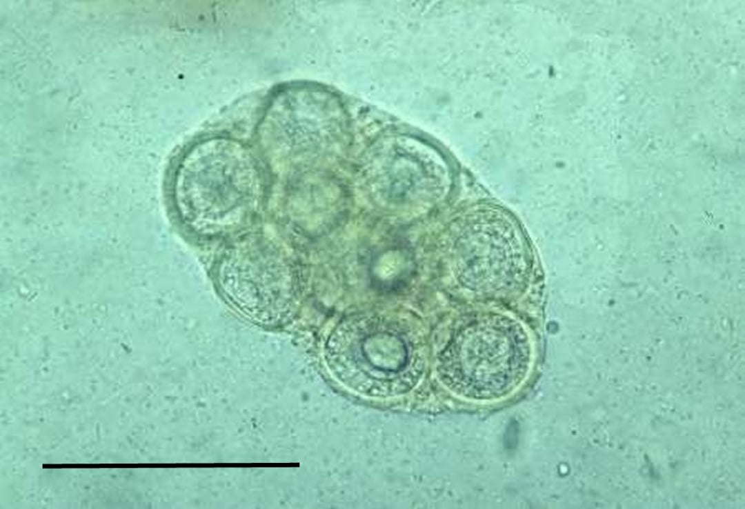 Tapeworms in Dogs and Cats - Tapeworms in Dogs and Cats - MSD ...